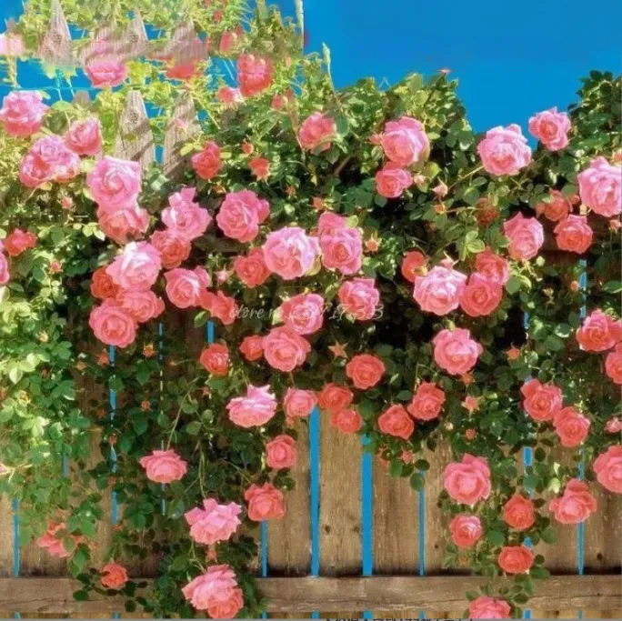🌹Climbing Vine Rose Flower Seeds🌹