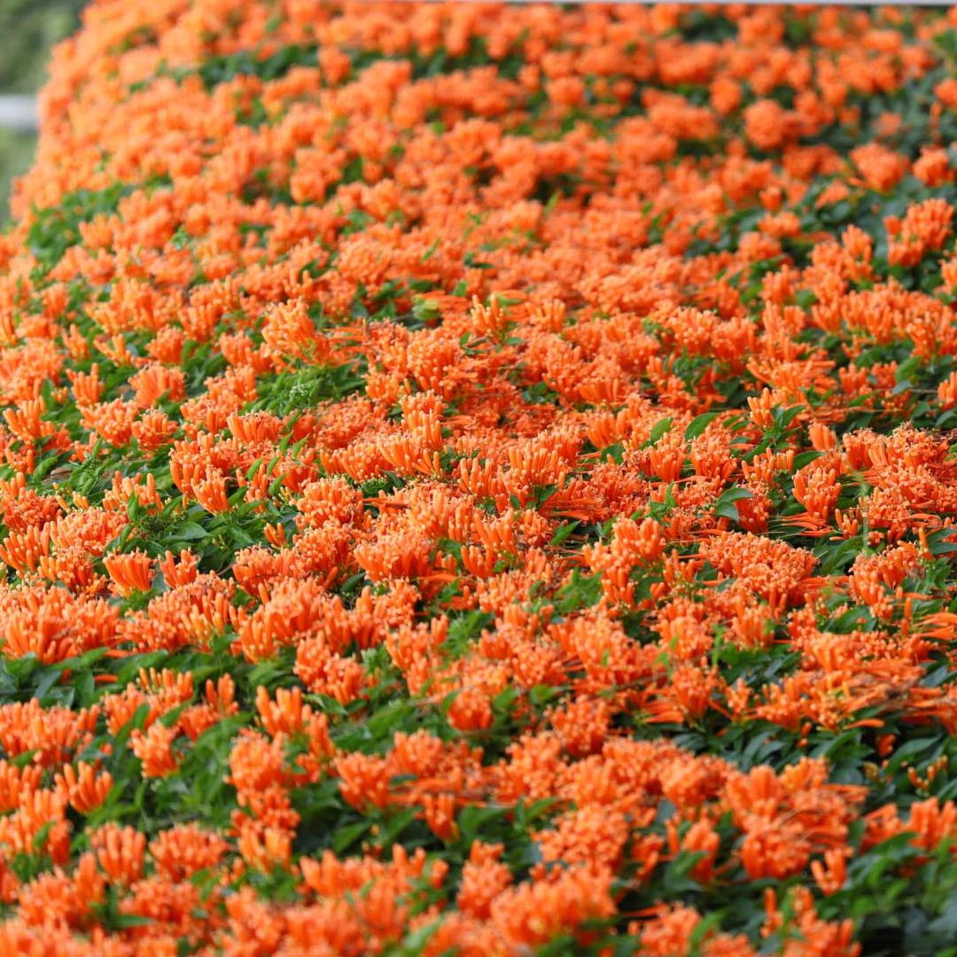 🐦"Hummingbird Carpet"🌸Epilobium garrettii – Rainbow Burst 🌈